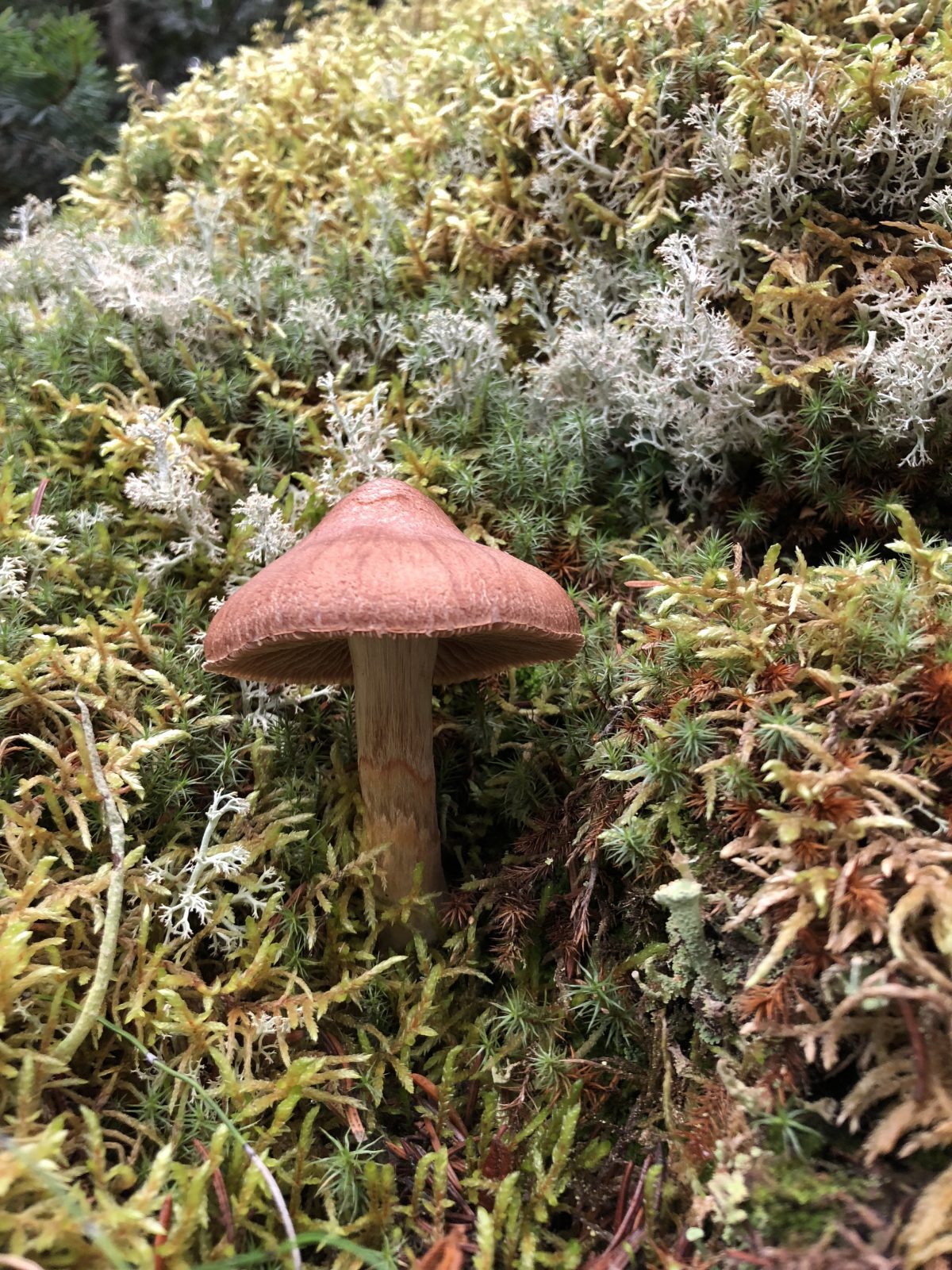 What is a Foray? – Alberta Mycological Society