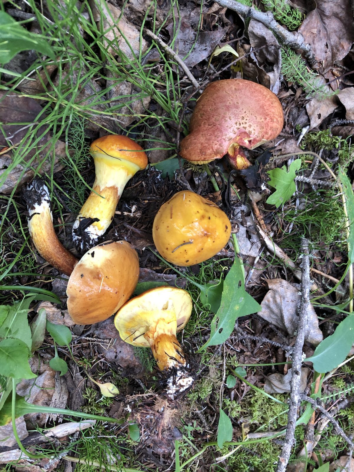 What is a Foray? – Alberta Mycological Society