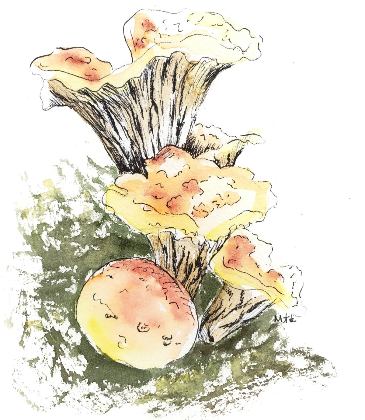 Alberta Mycological Society – The Alberta Mycological Society is a not ...
