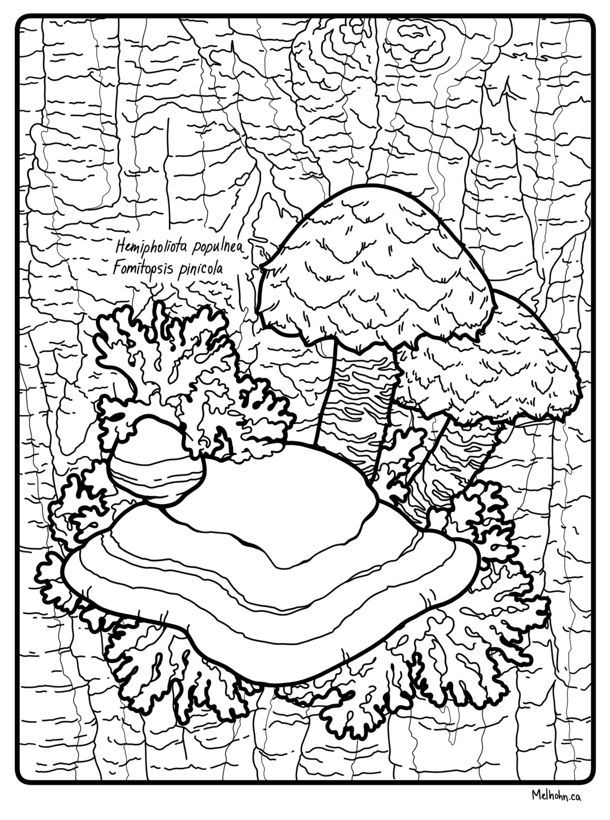 Mushroom Resources – Alberta Mycological Society